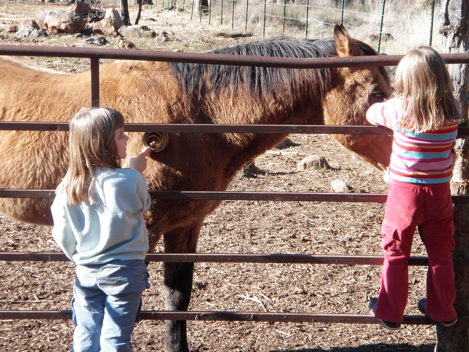 Understanding Animal Body Language - Countryside